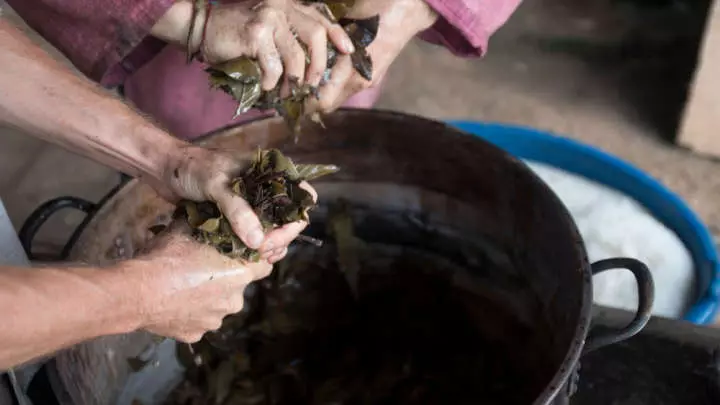 Štai kaip „Ayahuasca“ pakeičia jūsų smegenų darbą net ir pasibaigus jo poveikiui