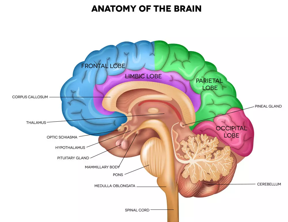 All'uomo manca la maggior parte del suo cervello sfida tutto ciò che pensavamo di sapere sulla coscienza 6403_1