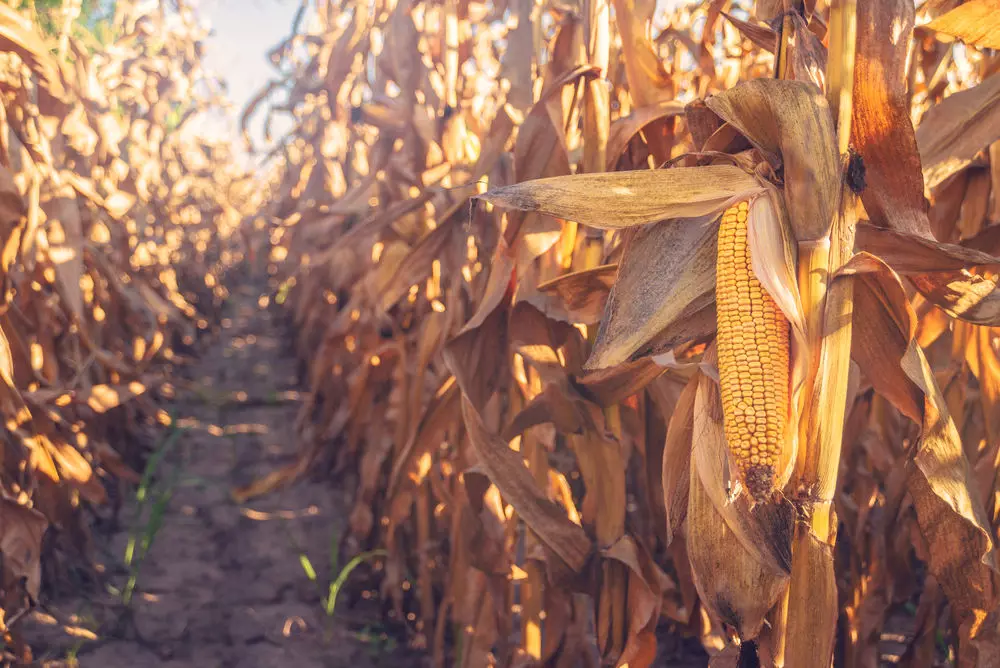 Kial Ni Ne Devus Etikedi GMO-Manĝaĵojn 6407_2