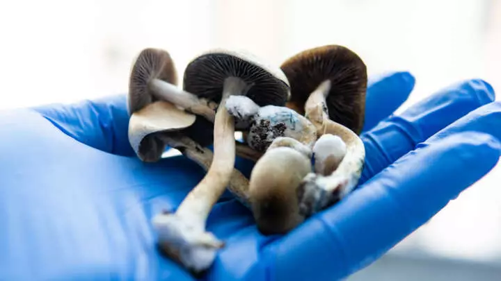 Psychedelesch Trip ass vläicht net néideg fir antidepressiv Effekter vu Magic Champignons