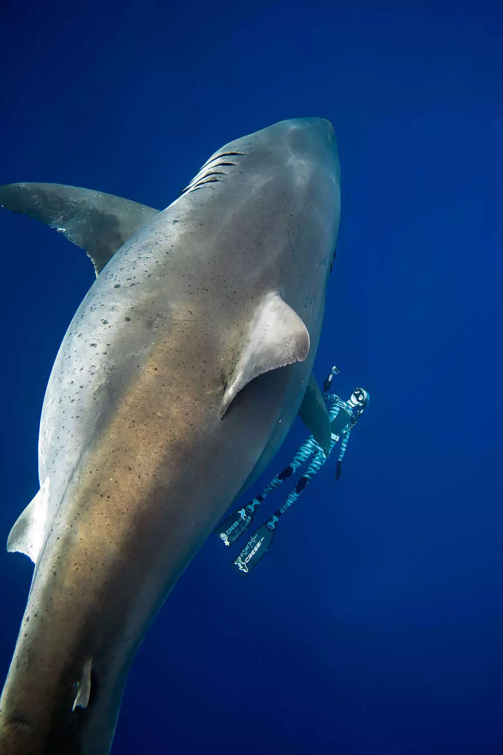 Nirēji peld līdzās ar vienu no pasaulē lielākajām jebkad reģistrētajām lielajām baltajām haizivīm 6483_1