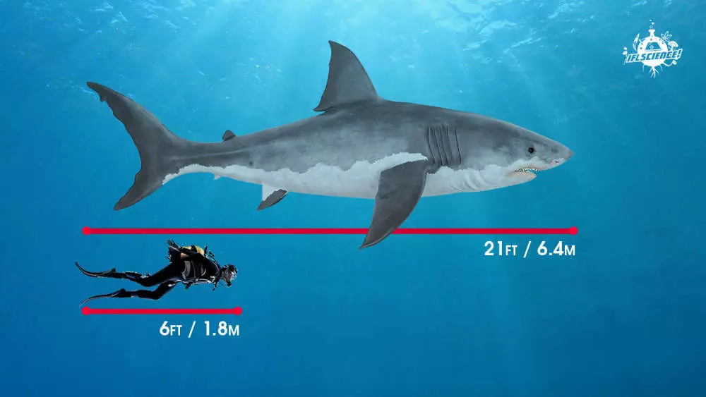 Narai plaukia vienas šalia kito su vienu didžiausių kada nors įrašytų pasaulyje didžiųjų baltųjų ryklių 6483_2