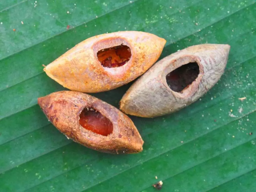 Un rat géant cassant la noix de coco enfin découvert aux Îles Salomon après des années de rumeurs 6684_1