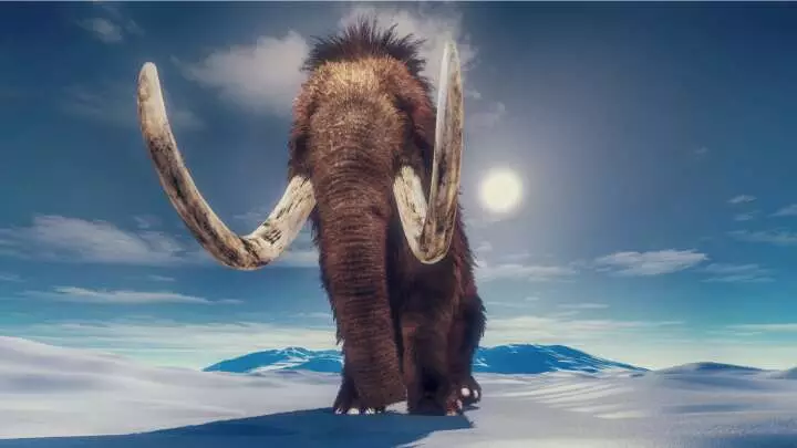 Bini'aadanku Dib Ugu Soo Laabtay Tuhunka Dabar-goynta Mammoths