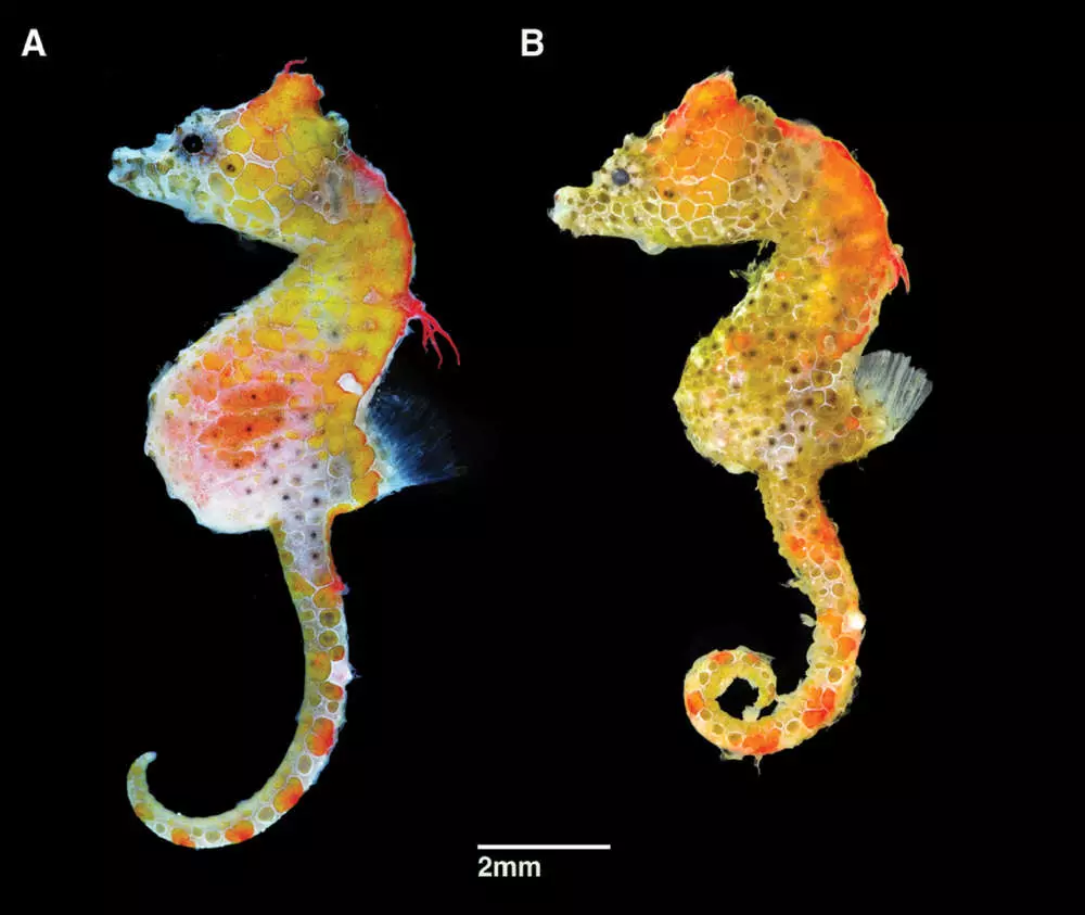 Hermosa especie de diminuto y colorido caballito de mar pigmeo descubierto en Japón 6827_1