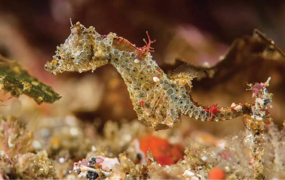 Hermosa especie de diminuto y colorido caballito de mar pigmeo descubierto en Japón 6827_2