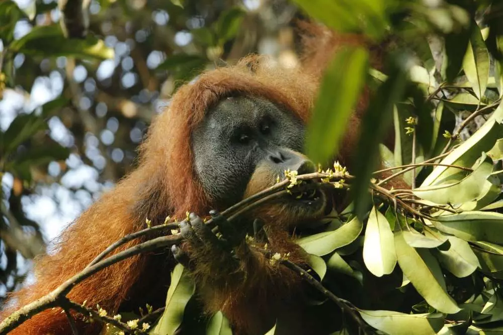 Nova especie de orangután descuberta 6861_2