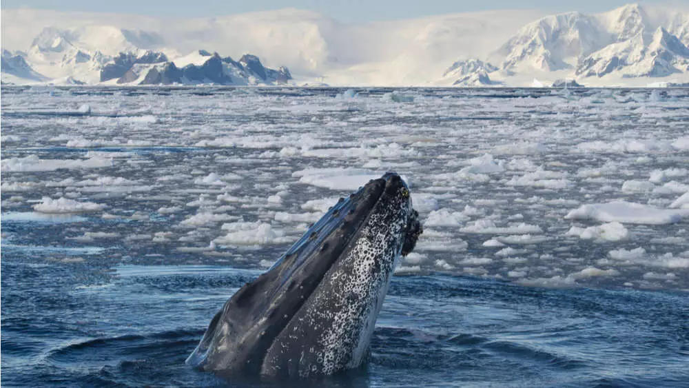 Miljeukundigen planje it grutste wildreservaat fan 'e wrâld yn Antarktika te meitsjen 6935_1