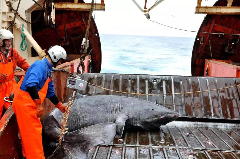 Ang Greenland Shark Mikuha ug Rekord Ingong Kinatigulangang Vertebrate Pinaagi sa Pagkinabuhi Hangtod sa 400 ka Tuig 704_1