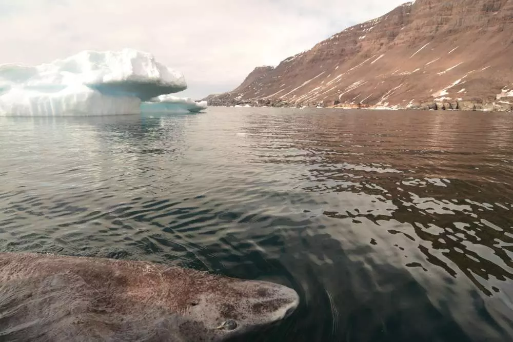 Ang Greenland Shark Mikuha ug Rekord Ingong Kinatigulangang Vertebrate Pinaagi sa Pagkinabuhi Hangtod sa 400 ka Tuig 704_2