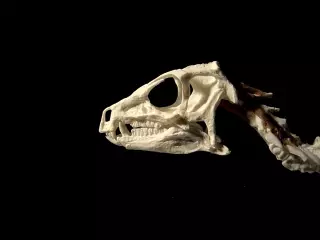 Güýçli rentgen şöhleleri bilen bombalamak arkaly görnen dinozawryň tutuş skeleti 7055_1