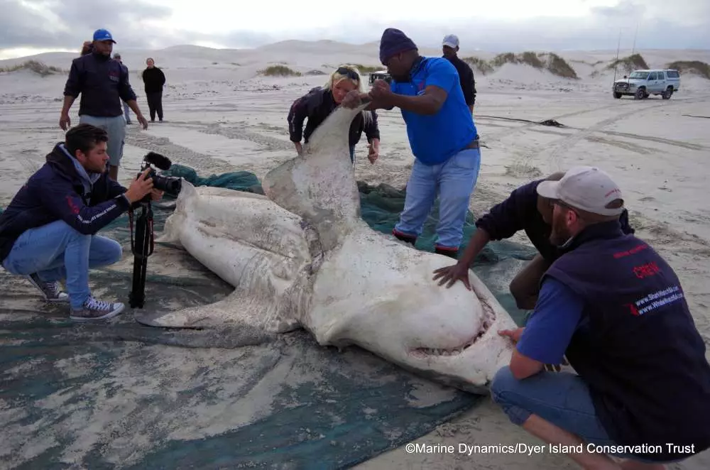 Store hvide hajer jages af spækhuggere i Sydafrika 7287_1