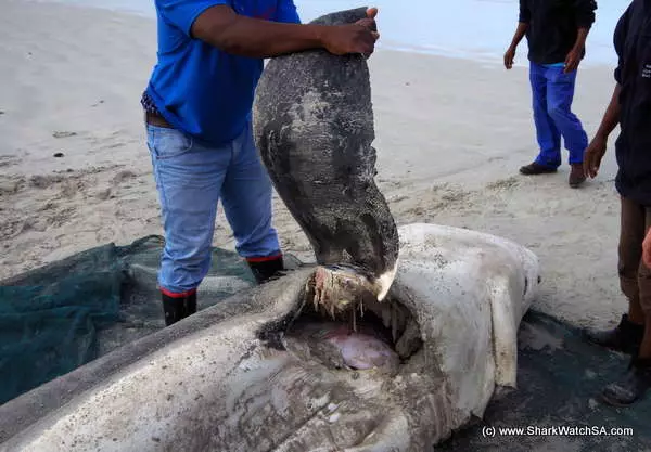 In Südafrika werden Weiße Haie von Killerwalen gejagt 7287_3
