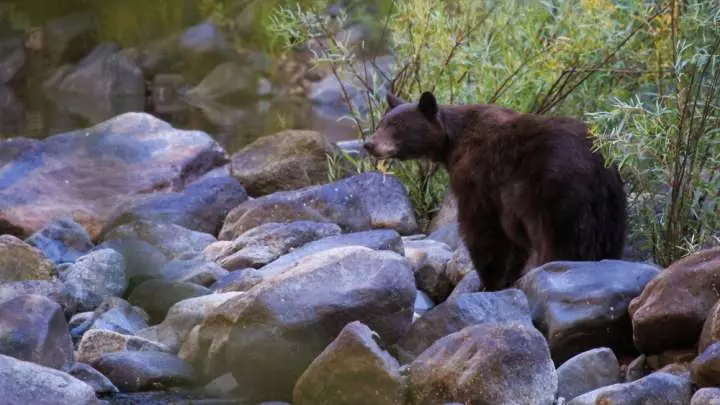 Bears Party no Parque Nacional de Yosemite enquanto avistamentos de vida selvagem aumentam sob bloqueio