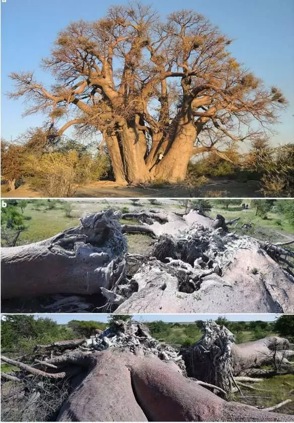 Su didžiausiais Afrikos medžiais vyksta kažkas nerimo 7495_1