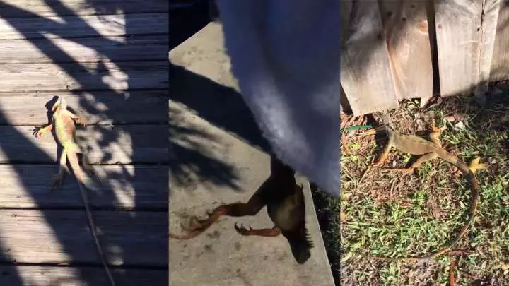 Флорида збунета откако замрзнатите игуани почнаа да врнат од дрвја, само за да се вратат во живот