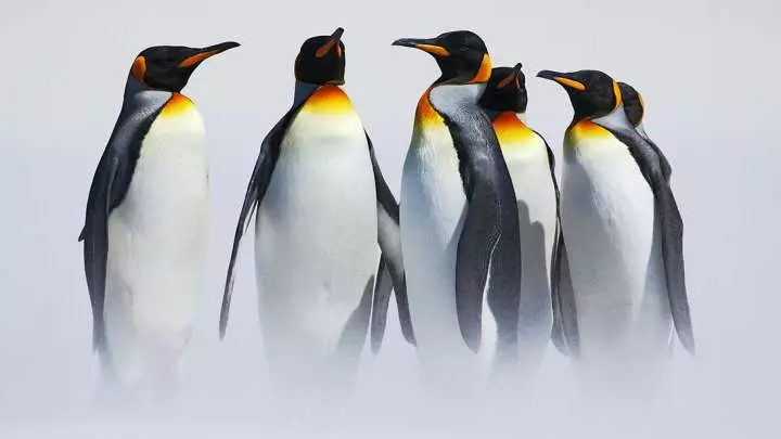 Kanadischer Zoo bringt seine Pinguine ins Haus, weil es gerade für sie zu kalt ist