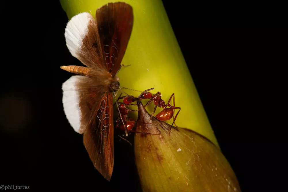 indhold-1466168897-12-sommerfugle-myrer-gebyr