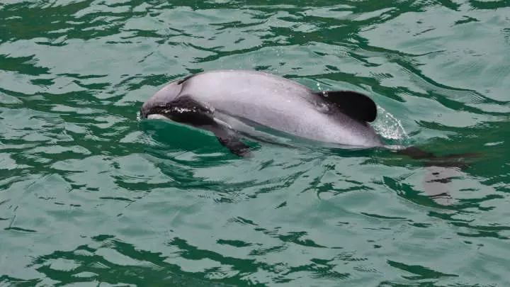 研究人员偶然发现了一种通过嘴呼吸的独特海豚