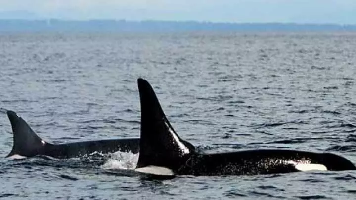 103 Jahre alter Orca vor kanadischer Küste gesichtet