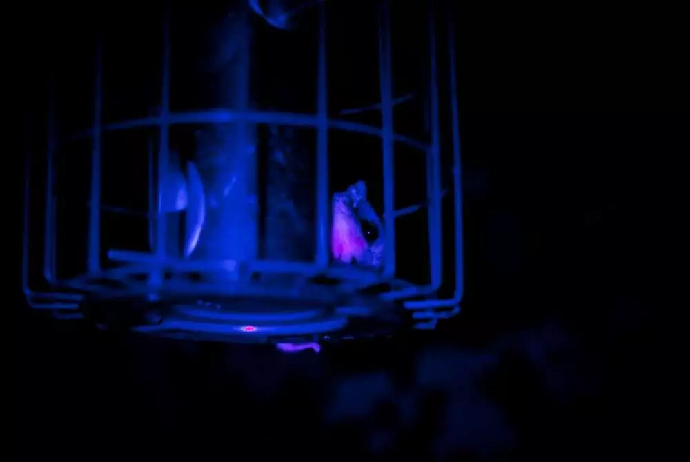 Летеће веверице имају жарко ружичасто крзно које светли у мраку под УВ светлом 7961_2