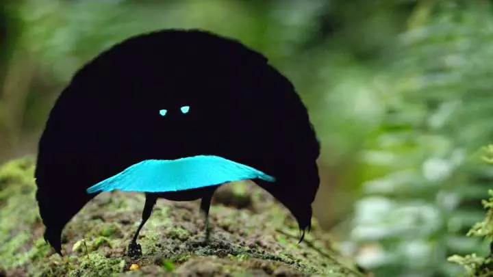 Deze nieuw ontdekte vogel heeft veren die 99,95 procent van het licht absorberen