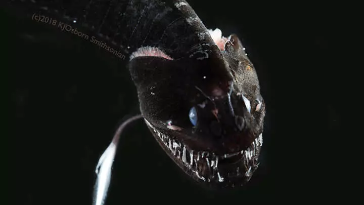 Kako se ultra-crne dubokomorske ribe šunjaju oko inky dubina a da ih ne vide