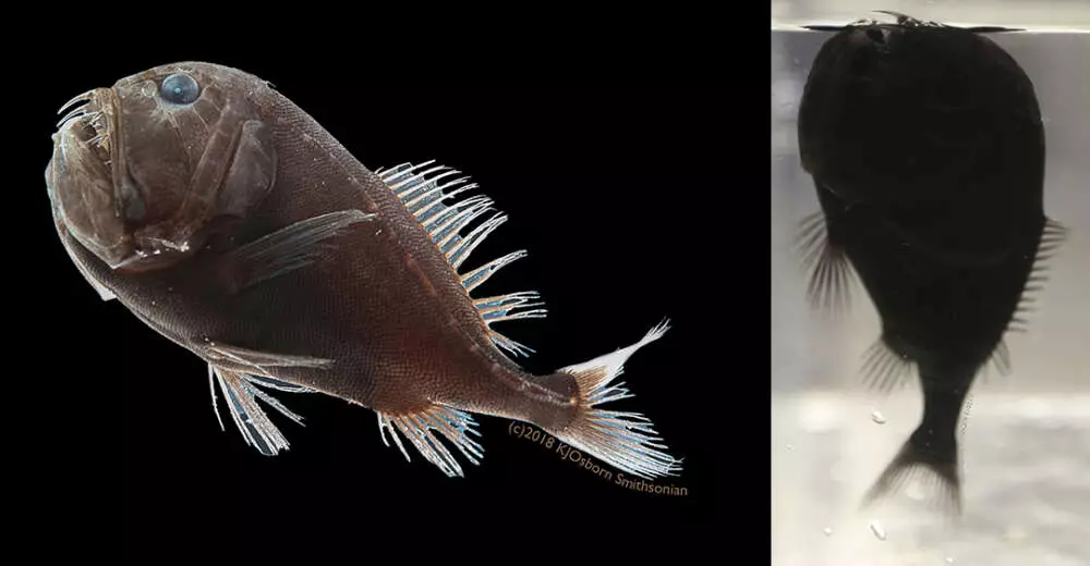 Cum se furișează peștii ultra-negri de adâncime în jurul adâncurilor de cerneală fără a fi văzuți 7963_1
