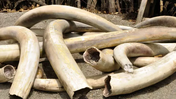 Hội nghị thượng đỉnh về động vật hoang dã từ chối nỗ lực tiếp tục buôn bán ngà voi
