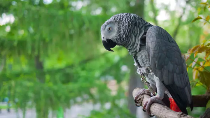 Мировая торговля дикими африканскими серыми попугаями запрещена