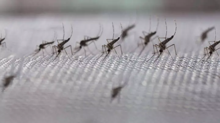 Препарат, делающий человеческую кровь смертельно опасной для комаров, снижает распространение малярии