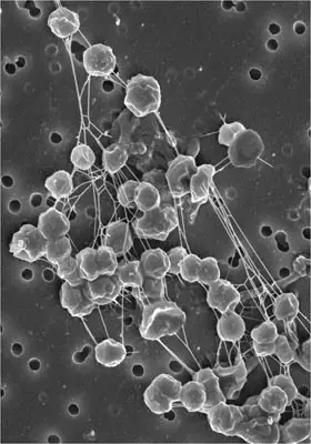 Microbes Zibyara Methane Zikabije Zisanga Ku Isi Yerekana Ubuzima Kuri Mars