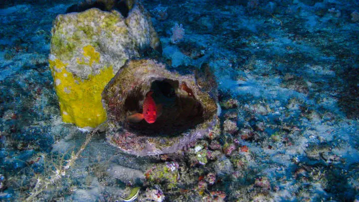 Жакында ачылган Амазонка коралл рифинин алгачкы сүрөттөрү