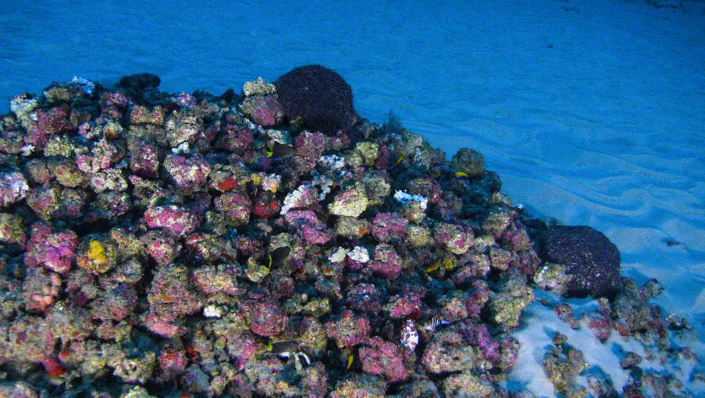 Нахустин тасвирҳои рифи ба наздикӣ кашфшудаи Амазонки Корал 8039_2