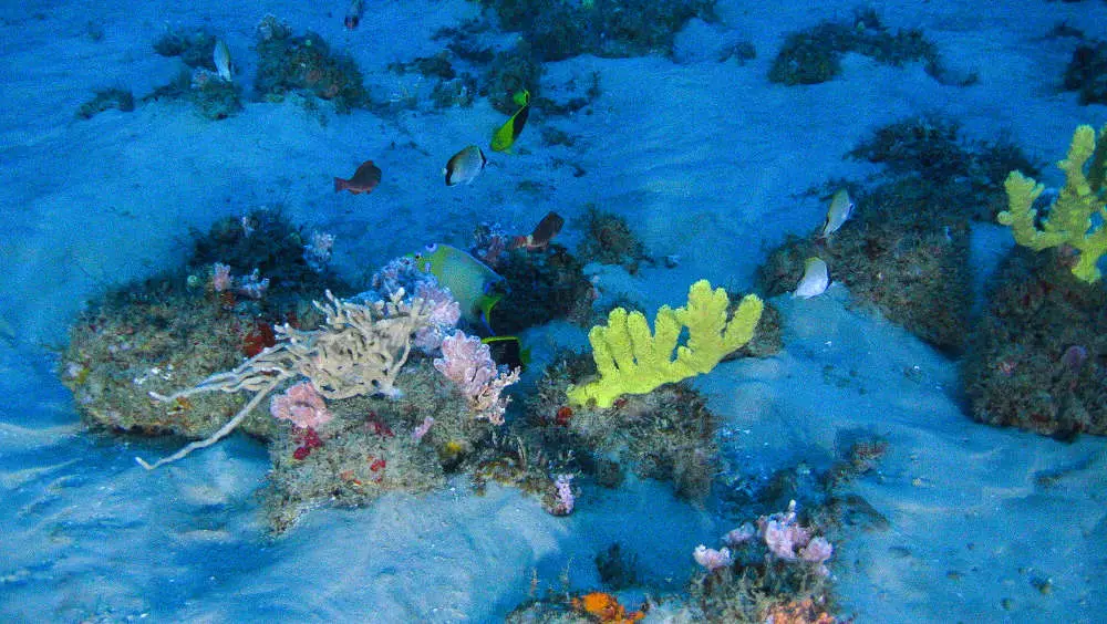 Imazhet e para të shkëmbinjve koralorë të Amazonës të zbuluar së fundmi 8039_3