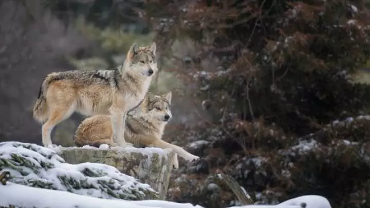 Teisėta vilkų medžioklė iš tikrųjų gali padidinti brakonieriavimą