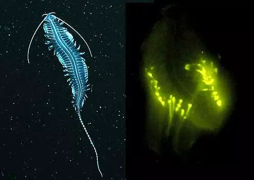 Три чверті глибоководних істот освітлюють океан своїм власним сяйвом 8102_2