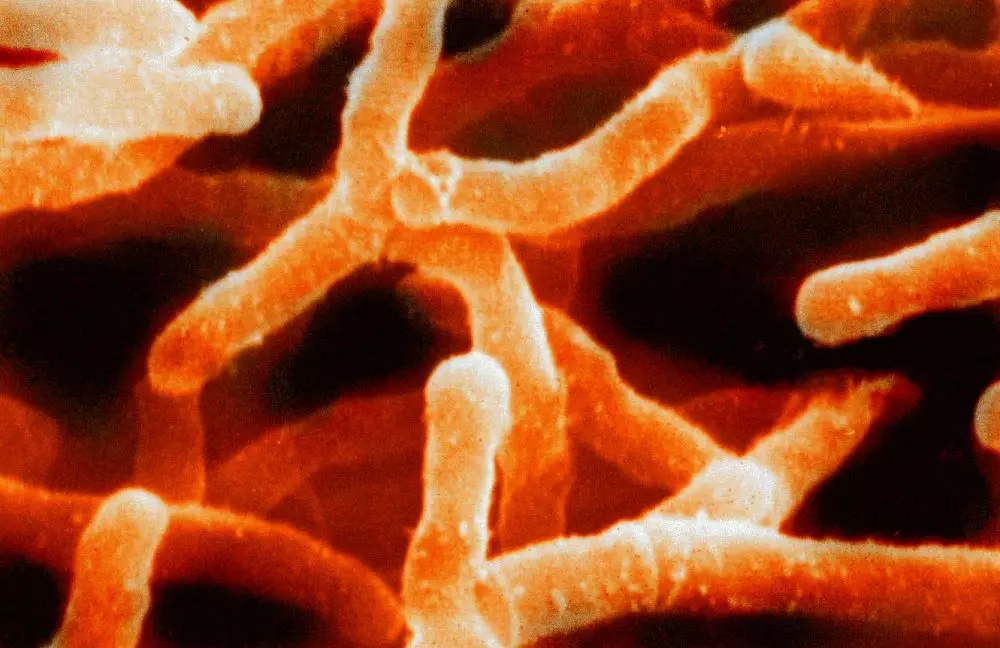 Η νέα μορφή ζωής στο ανθρώπινο σάλιο είναι ένα βακτηριακό παράσιτο 8131_2