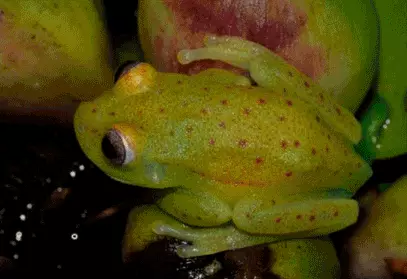 Першу в світі флуоресцентну жабу виявили в Амазонії 8168_1