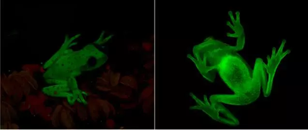 Bretkosa e parë fluoreshente në botë u zbulua në Amazon 8168_2