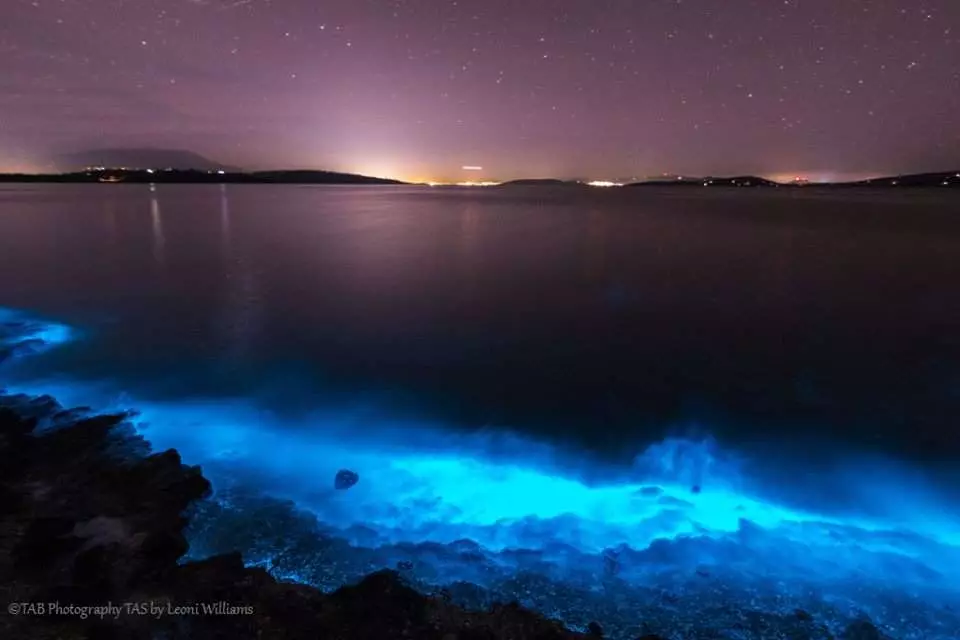 Fotografi spektakolare kap planktonin biolumineshent dhe aurorën në të njëjtën kohë 8169_3