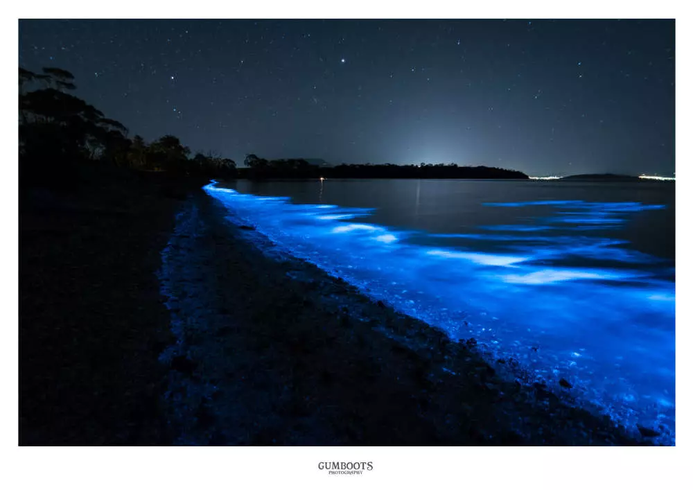 Fotografi spektakolare kap planktonin biolumineshent dhe aurorën në të njëjtën kohë 8169_4