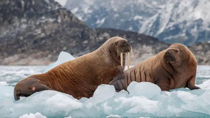 Greenland Yakarasika Anopfuura Mabhirioni maviri Matani Echando muZUVA rimwechete Svondo rapfuura