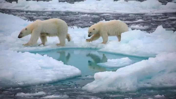 Uphononongo olutsha luthi i-North Pole iyakukhululeka ngokupheleleyo ehlotyeni ngaphambi kuka-2050, nokuba siyakunqanda ukukhutshwa kwekhabhoni.