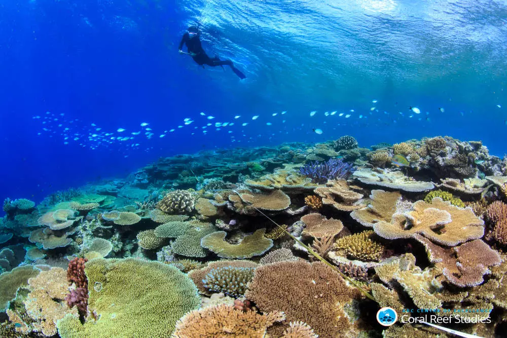 شهد عام 2016 رسميًا أن الحاجز المرجاني العظيم يعاني من أسوأ تبيض تم تسجيله على الإطلاق 856_2