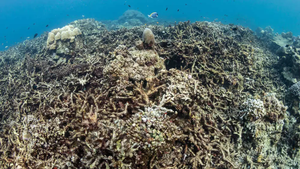 99 procent av Japans största korallrev är på ett mycket dåligt sätt 857_1