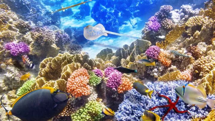 Denk je dat er hulp onderweg is voor het Great Barrier Reef? Denk opnieuw