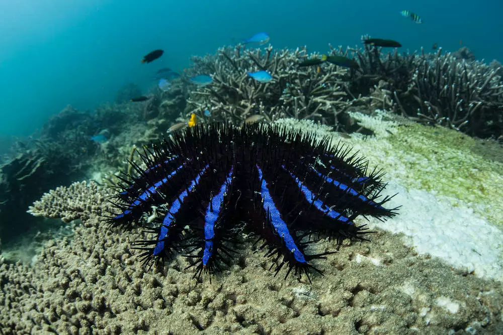 Denkt datt d'Hëllef ënnerwee ass fir de Great Barrier Reef? Denk nach eng Kéier 858_1