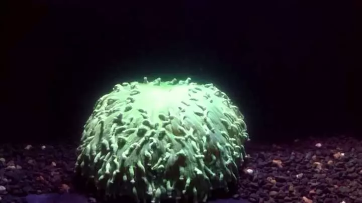 Ang Kakaibang Proseso ng Coral Bleaching ay Nakuha sa Camera Sa Unang pagkakataon