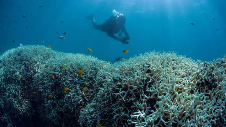 Great Barrier Reef wordt geconfronteerd met zijn tweede bleekevenement in twee jaar